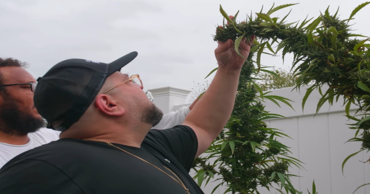 Daniel Simmonds - Cannabis Industry Expert & Expert Witness